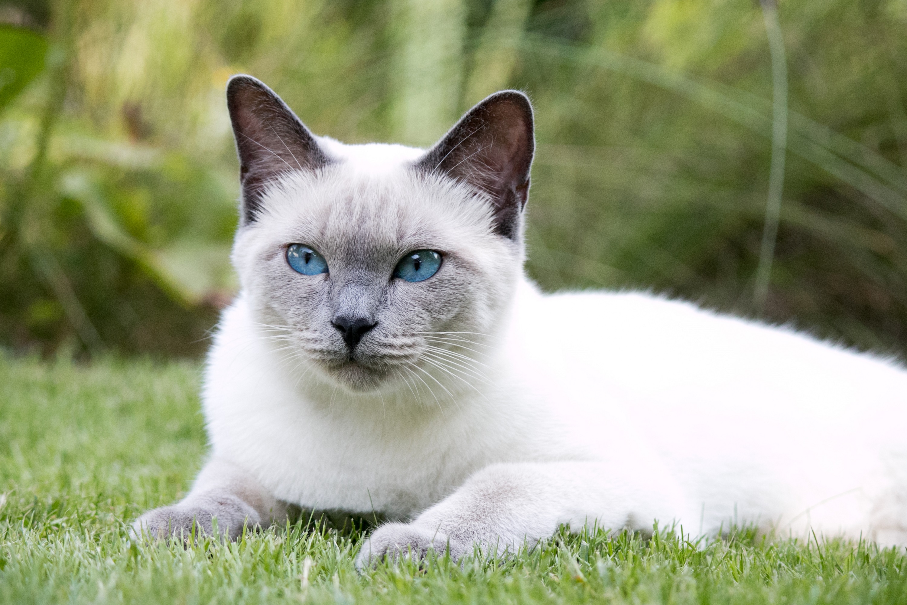 Magic Thai Goblin’s Calina-blue point-Katze – Cattery Union "Magic Thai ...