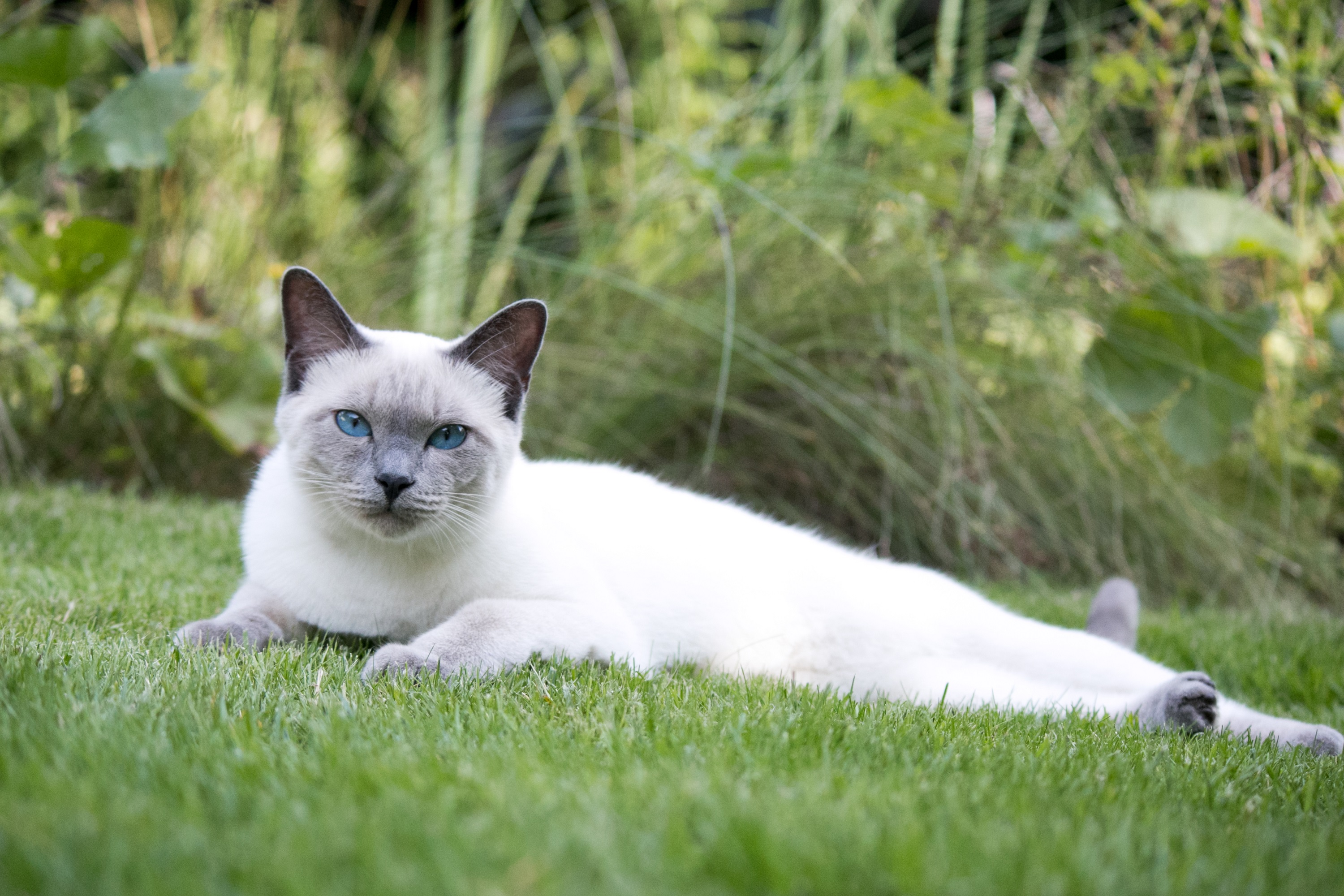 Magic Thai Goblin’s Calina-blue point-Katze – Cattery Union "Magic Thai ...