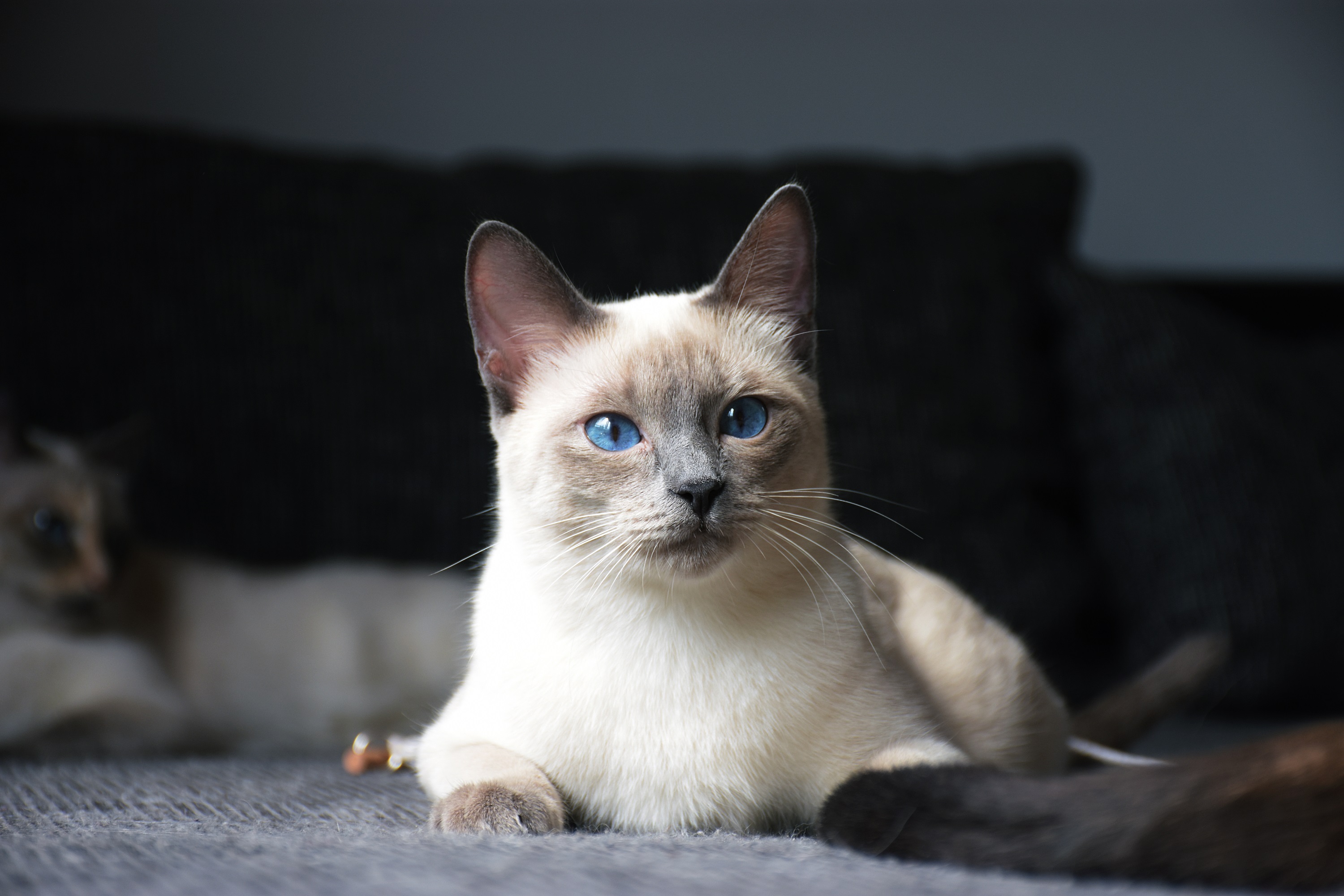 Magic Thai Goblin’s Cleo-blue point-Katze – Cattery Union "Magic Thai ...
