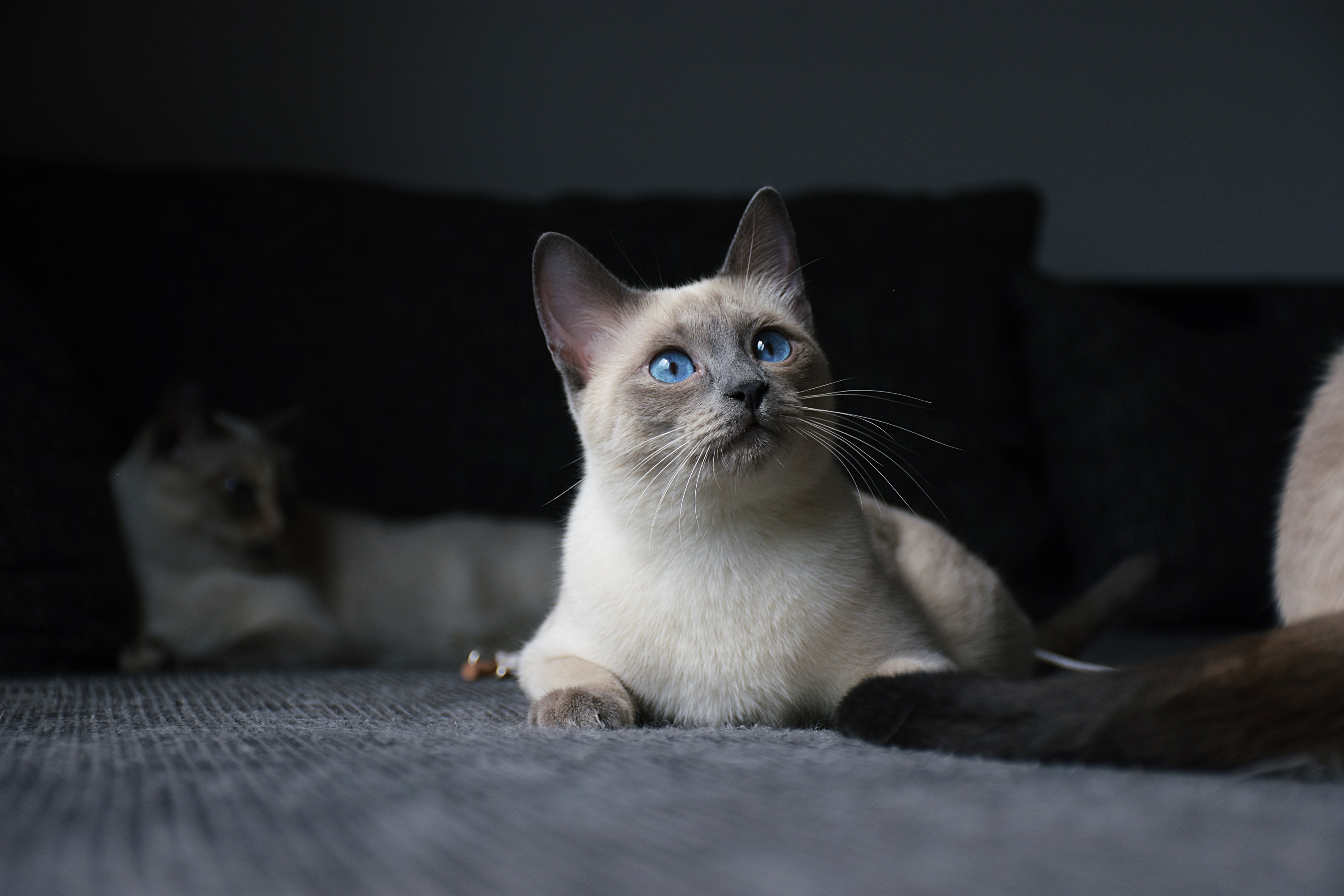 Magic Thai Goblin’s Cleo-blue point-Katze – Cattery Union "Magic Thai ...