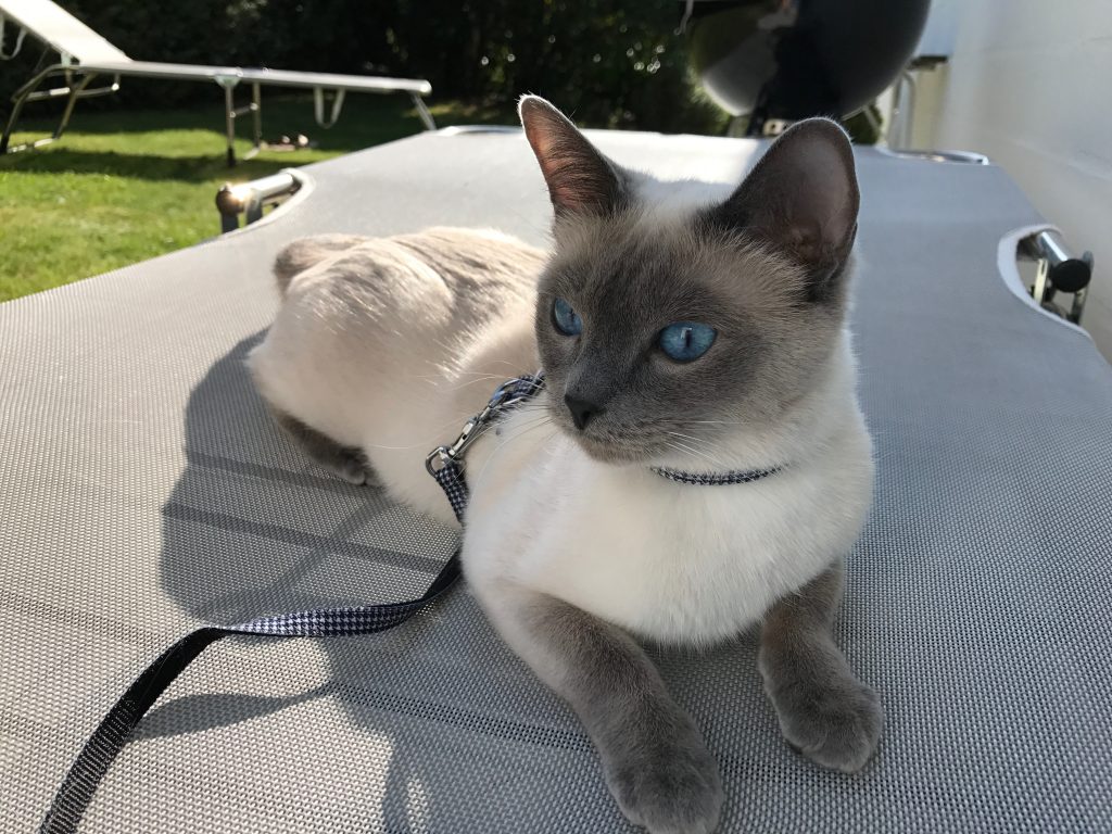 Magic Thai Goblins Yaelle-blue point-Katze – Cattery Union "Magic Thai ...