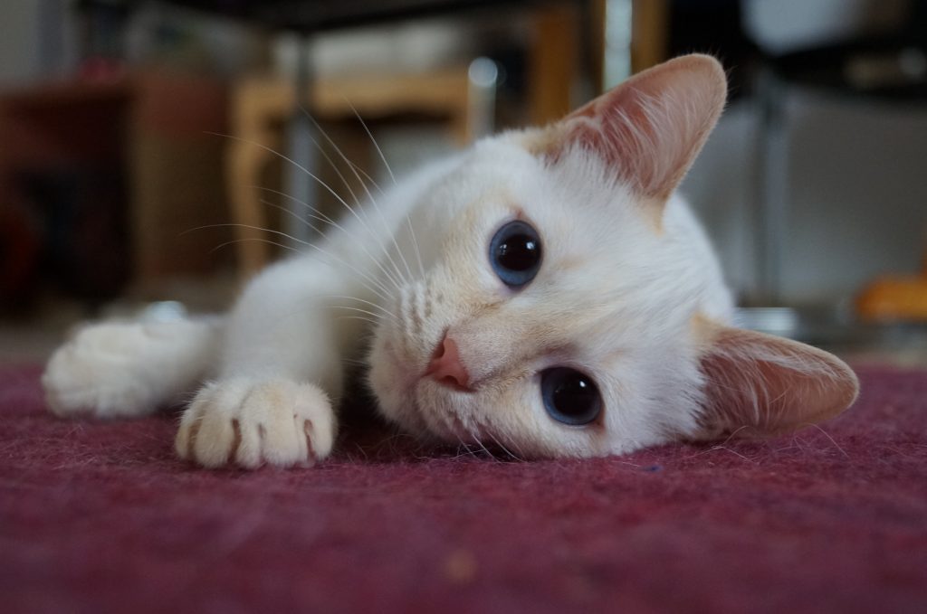 Magic Thaicori’s Tilberi-creme point-Kater – Cattery Union "Magic Thai ...