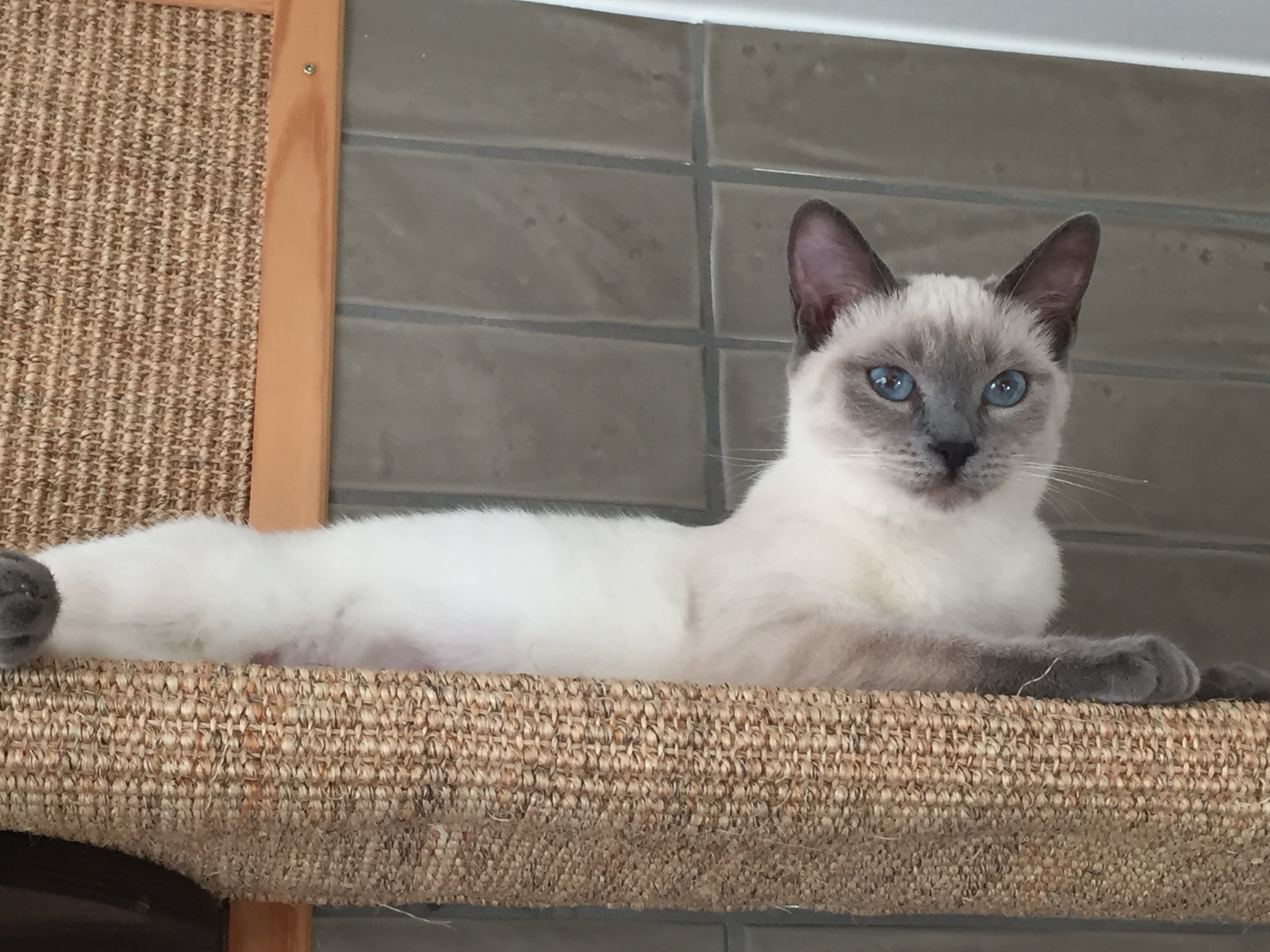 Magic Thai Goblin’s Zoela-blue point-Katze – Cattery Union "Magic Thai ...