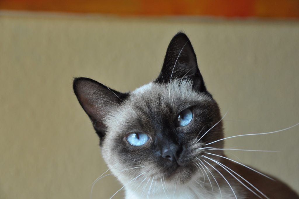 Magic Hopfe Cat’s Fin Raziel-seal point-Katze – Cattery Union "Magic ...