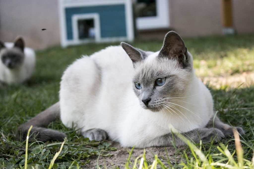 Magic Thai Goblin’s Zoela-blue point-Katze – Cattery Union "Magic Thai ...