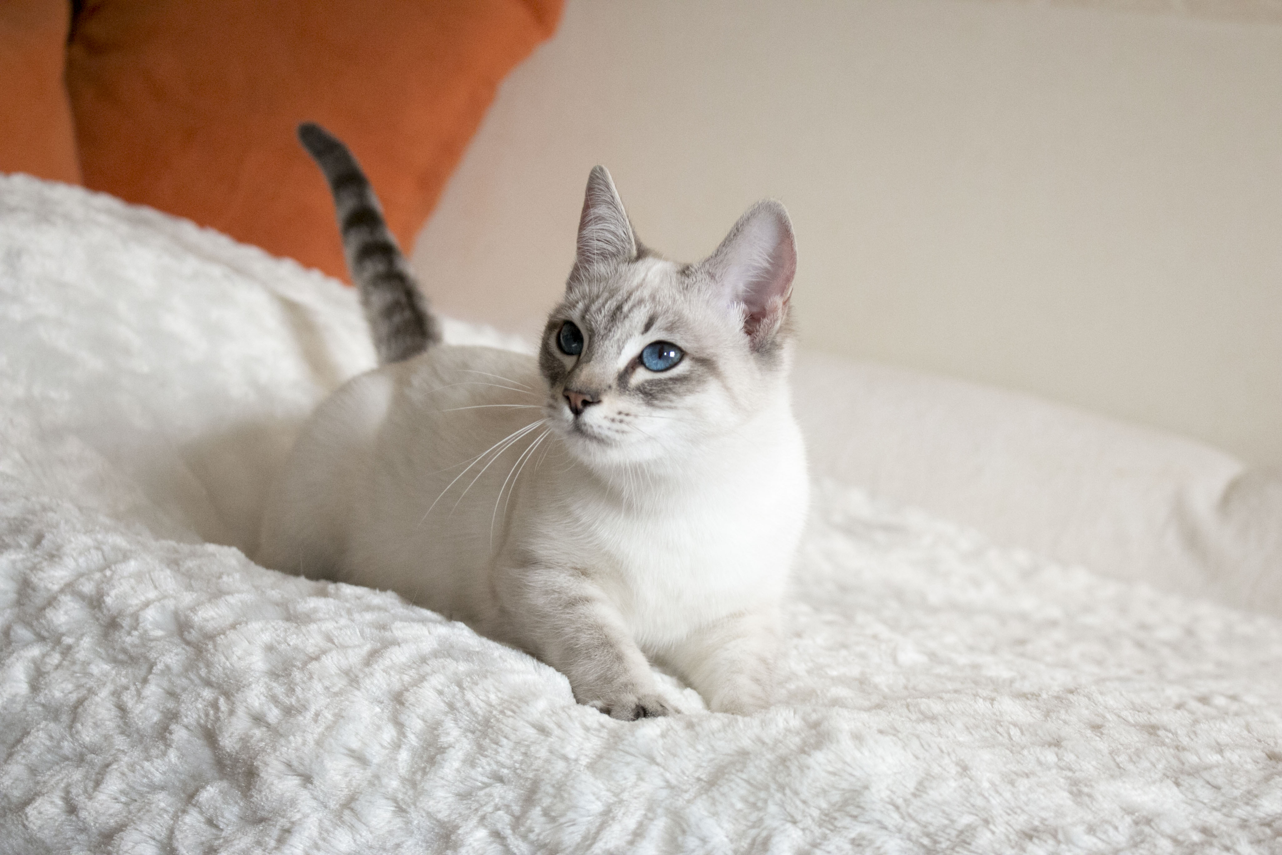 Feliscatinos Amy-blue tabby point-Katze – Cattery Union "Magic Thai ...