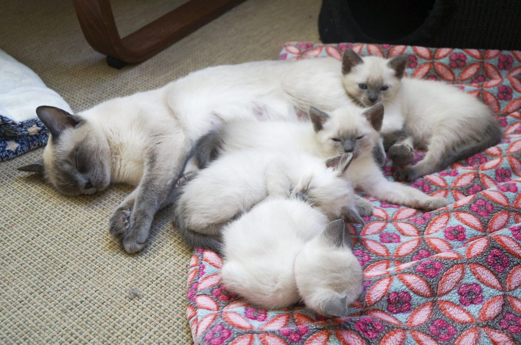 Magic Thai Goblin’s Cleo-blue point-Katze – Cattery Union "Magic Thai ...