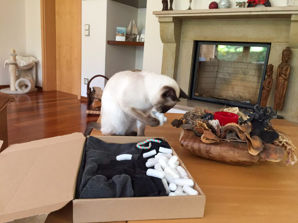 Magic Hopfe Cat’s Wayett-seal point-Kater – Cattery Union "Magic Thai ...