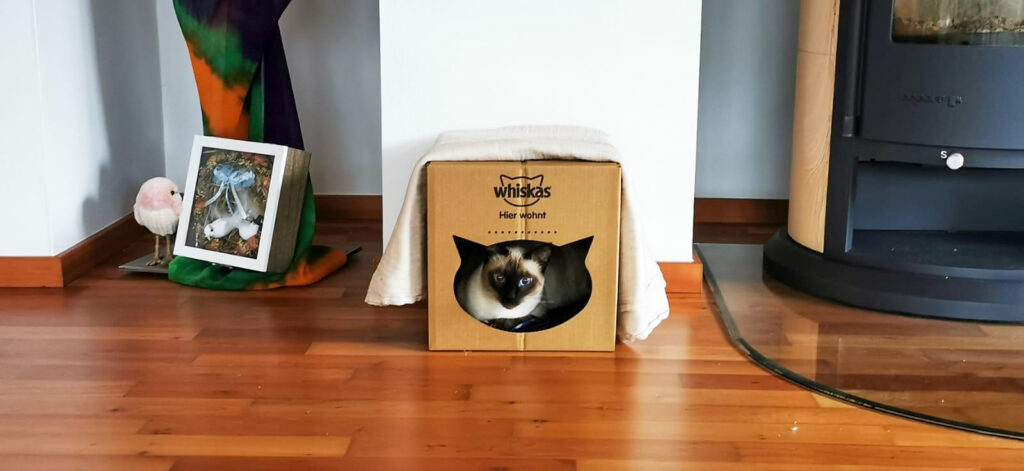 Magic Hopfe Cat’s Wayett-seal point-Kater – Cattery Union "Magic Thai ...