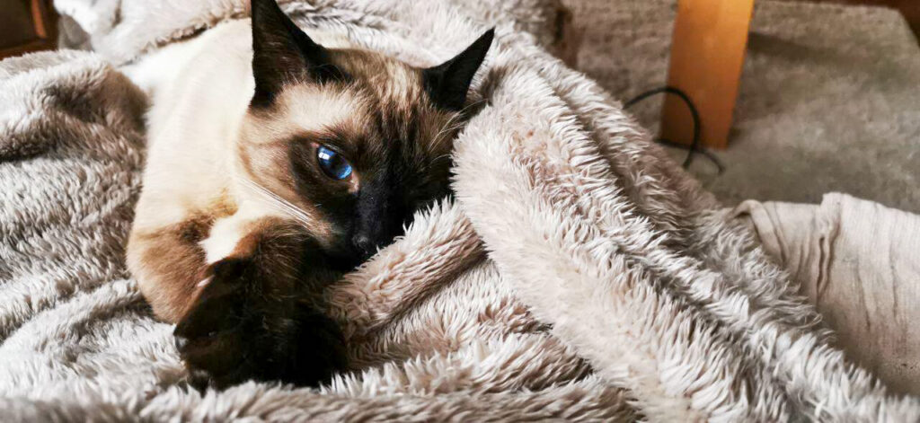 Magic Hopfe Cat’s Wayett-seal point-Kater – Cattery Union "Magic Thai ...